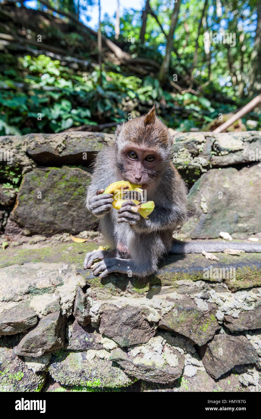 Indonesia, Bali, Balinese long-tailed monkey macaque at Ubud monkey ...