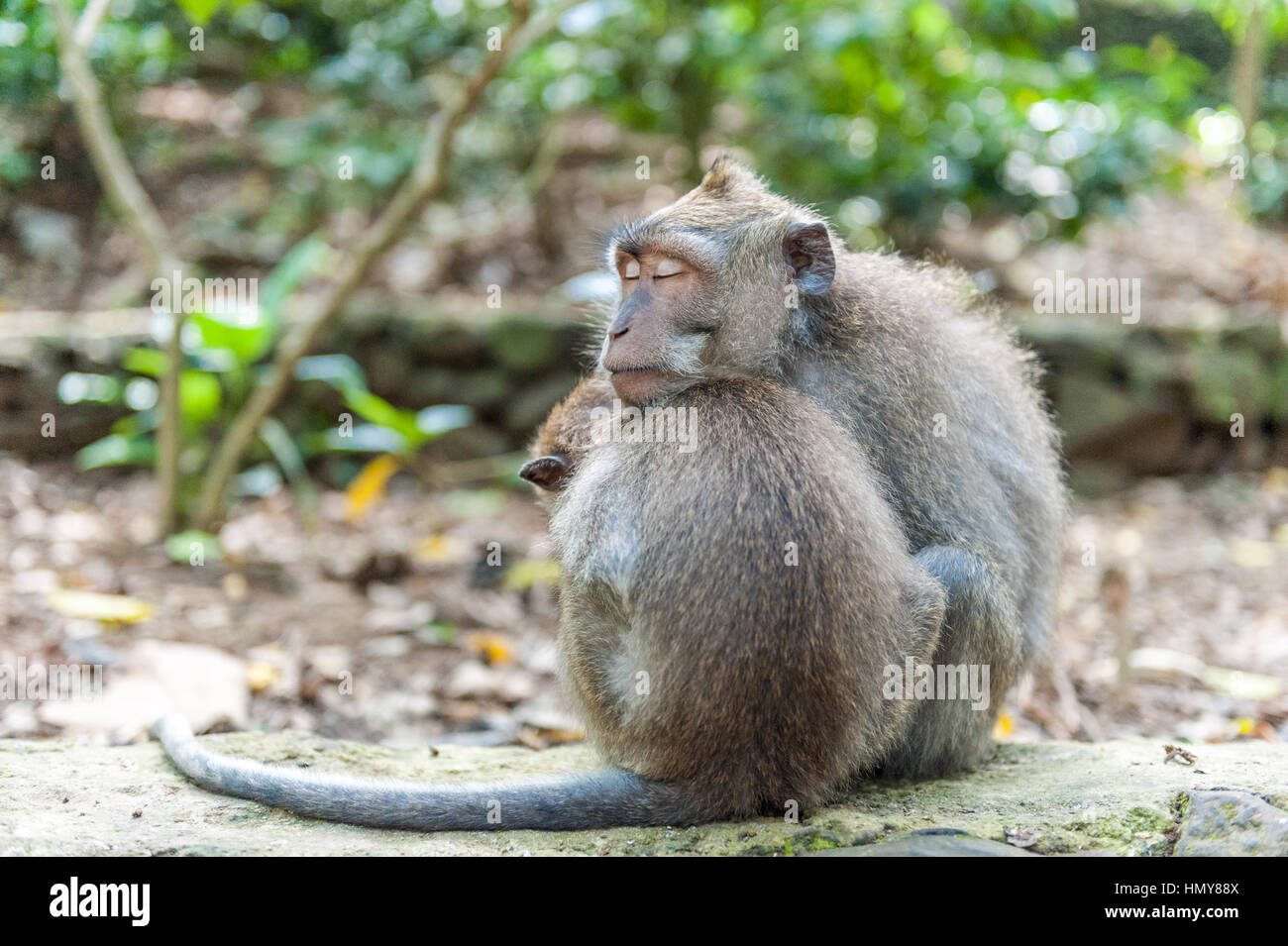 Indonesia, Bali, Balinese long-tailed monkey macaque at Ubud monkey ...