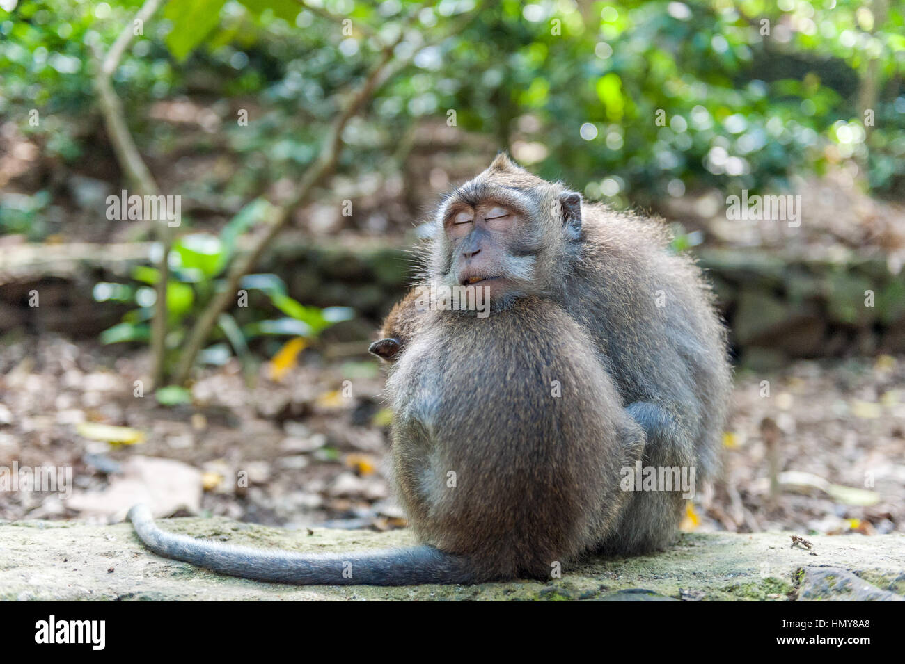 Indonesia, Bali, Balinese long-tailed monkey macaque at Ubud monkey ...
