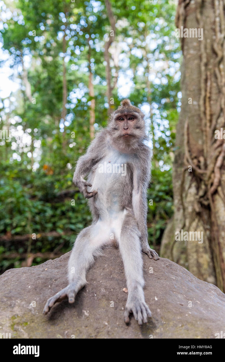 Indonesia, Bali, Balinese long-tailed monkey macaque at Ubud monkey ...