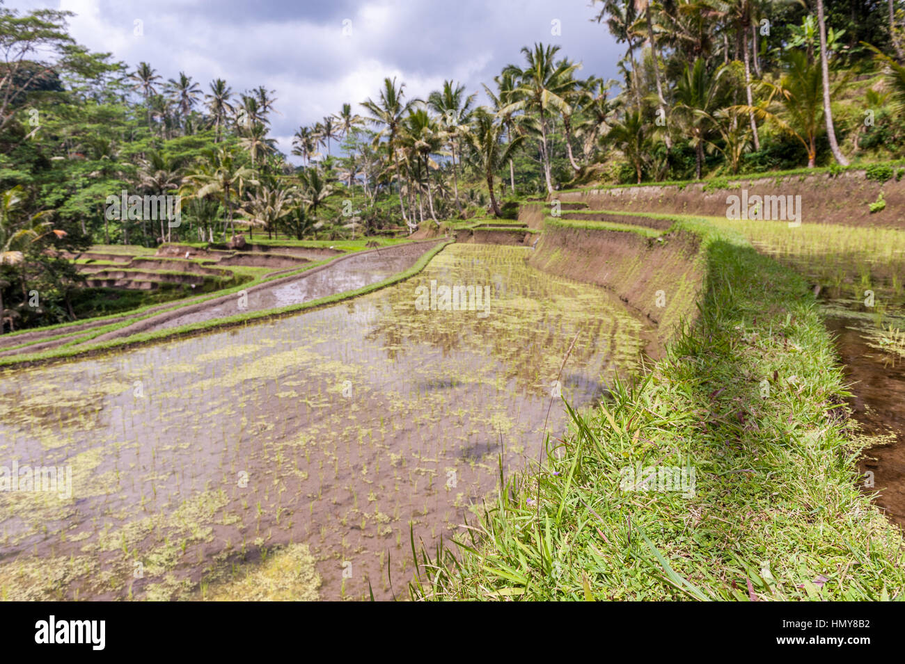 Bali rice fields hi-res stock photography and images - Alamy