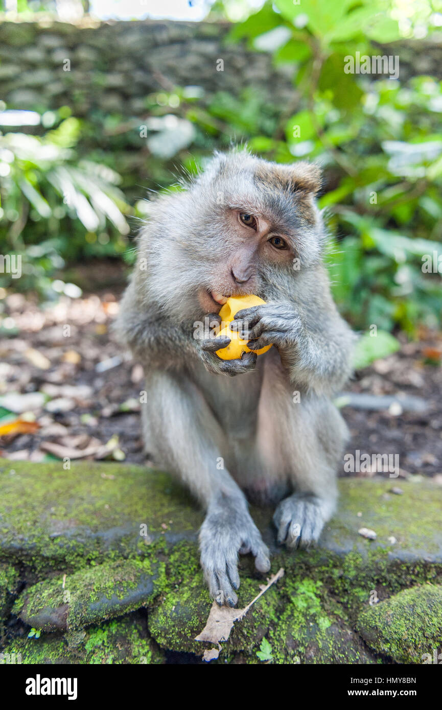 Indonesia, Bali, Balinese long-tailed monkey macaque at Ubud monkey ...