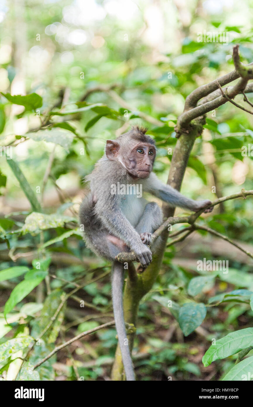 Indonesia, Bali, Balinese long-tailed monkey macaque at Ubud monkey ...