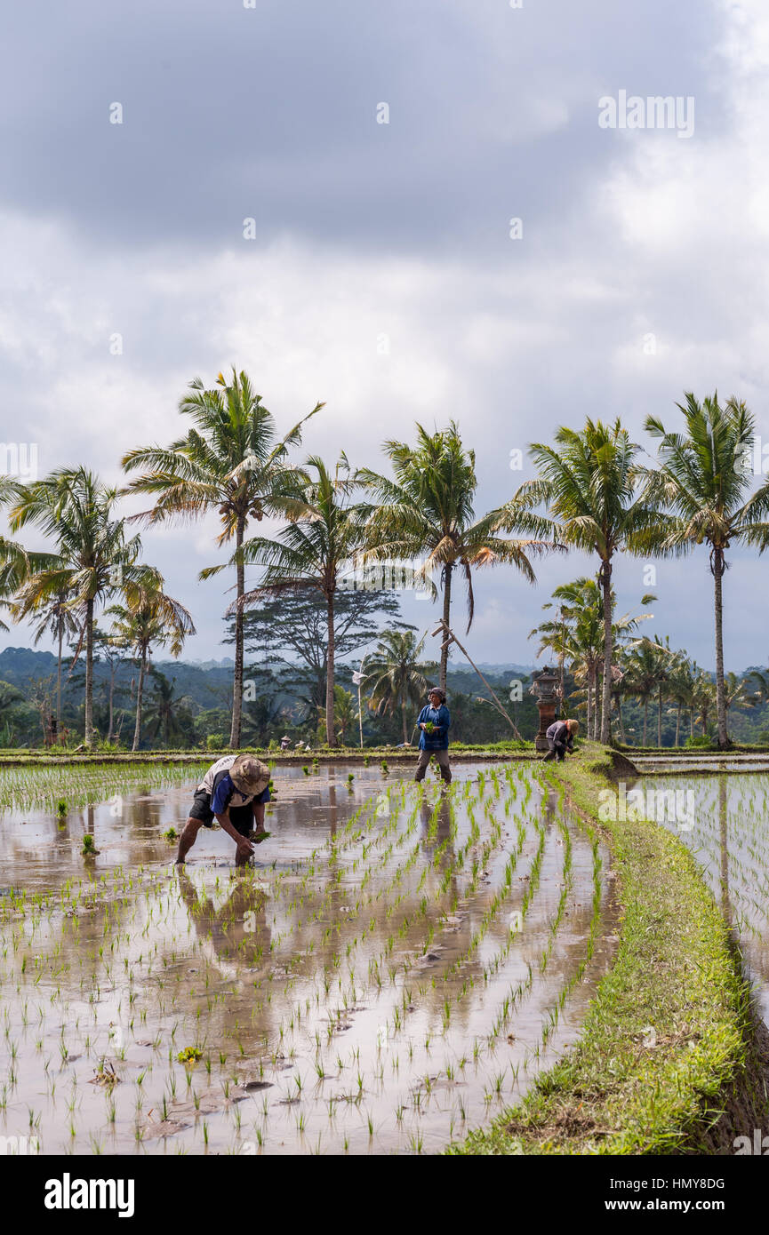 Indonesia, Bali, farmers rice field Stock Photo - Alamy