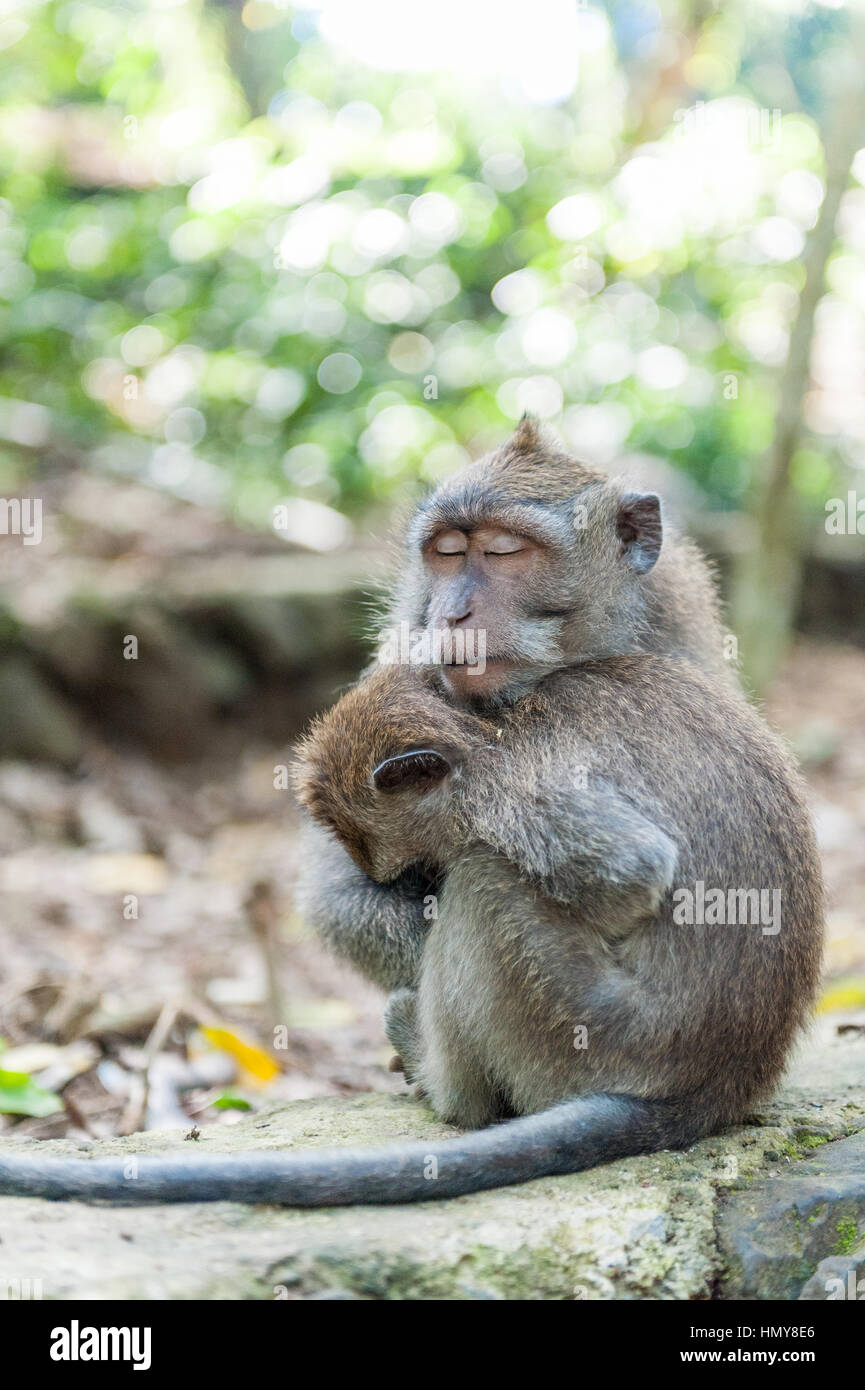 Indonesia, Bali, Balinese long-tailed monkey macaque at Ubud monkey ...