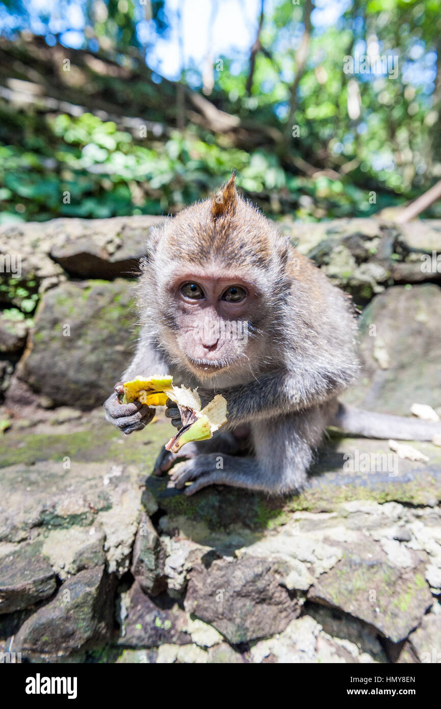 Indonesia, Bali, Balinese long-tailed monkey macaque at Ubud monkey ...