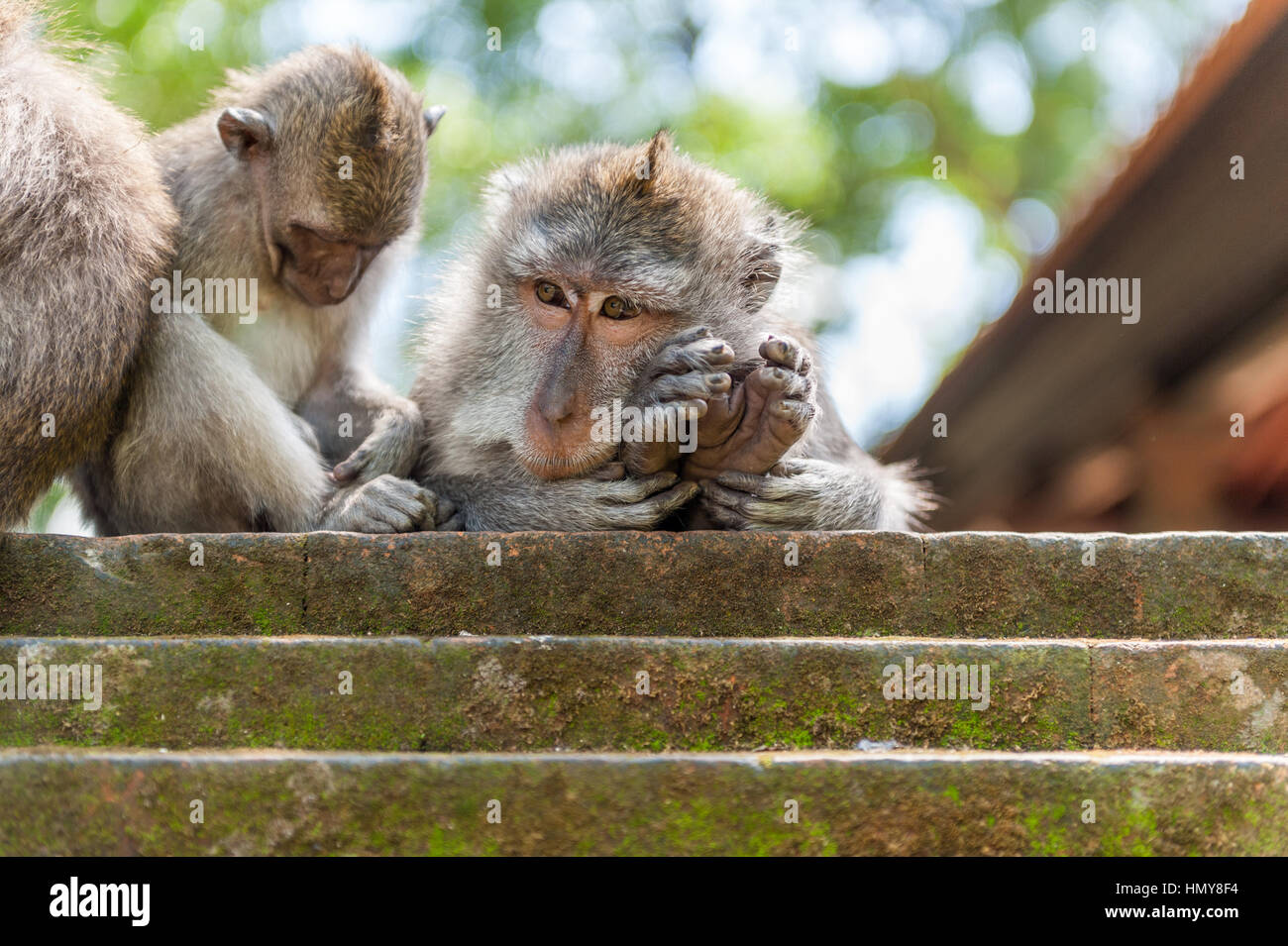 Indonesia, Bali, Balinese long-tailed monkey macaque at Ubud monkey ...