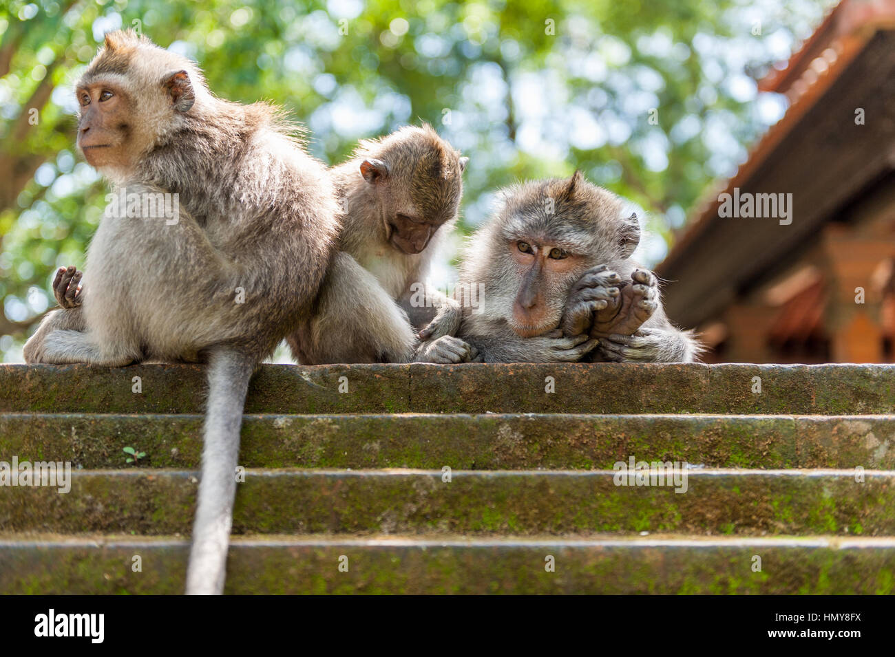 Indonesia, Bali, Balinese long-tailed monkey macaque at Ubud monkey ...
