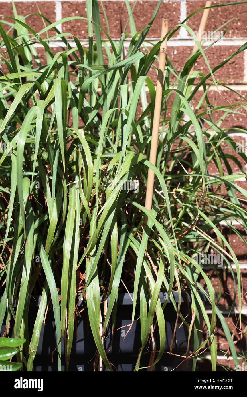 Potted lemon grass hi-res stock photography and images - Alamy