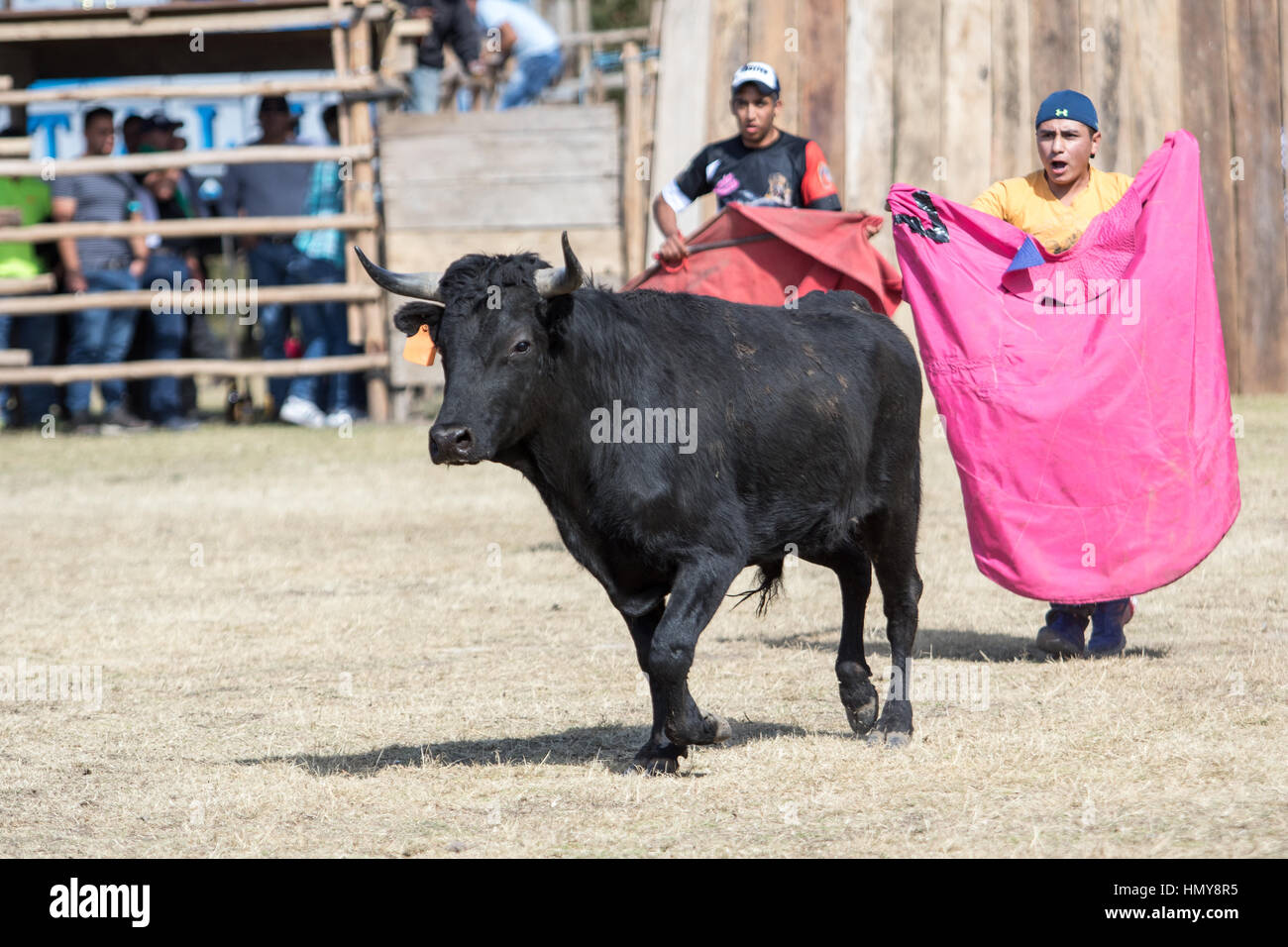 August 13, 2016 Ibarra, Ecuador: a man is trying to catch a bull's ...