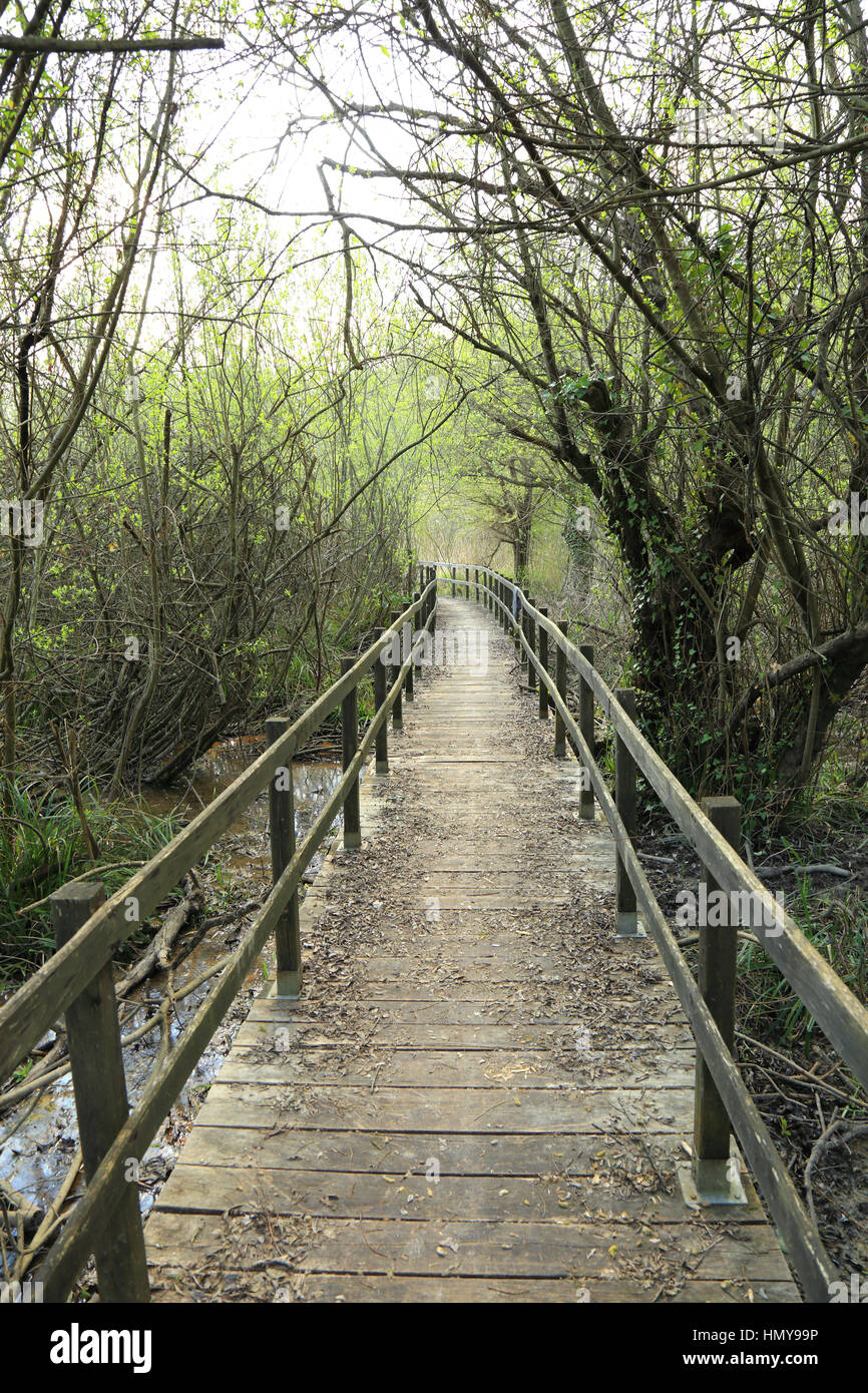 Raised board walk hi-res stock photography and images - Alamy