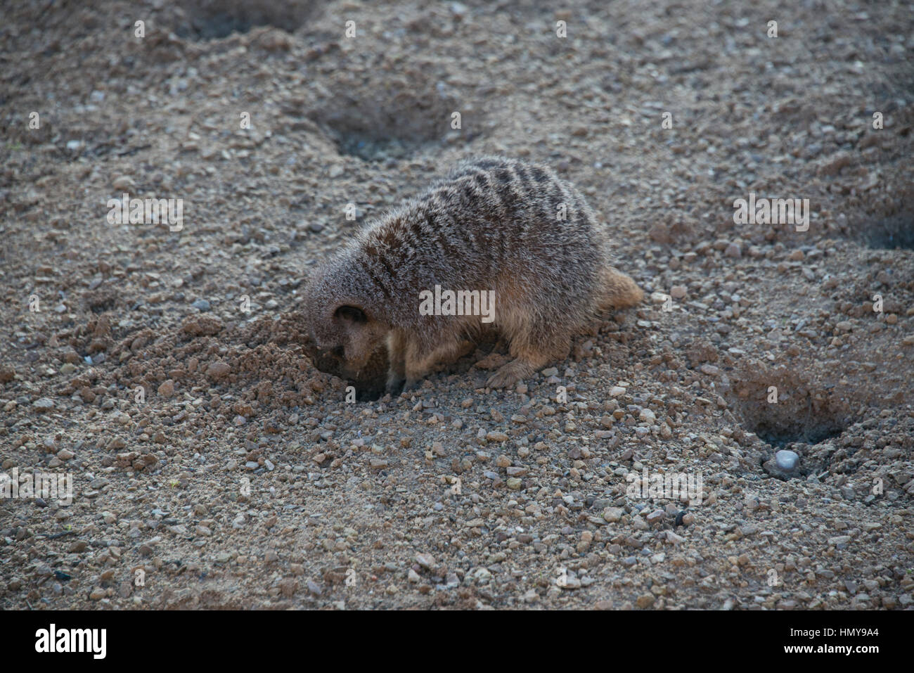 A meercat digging for food in a zoo Stock Photo - Alamy