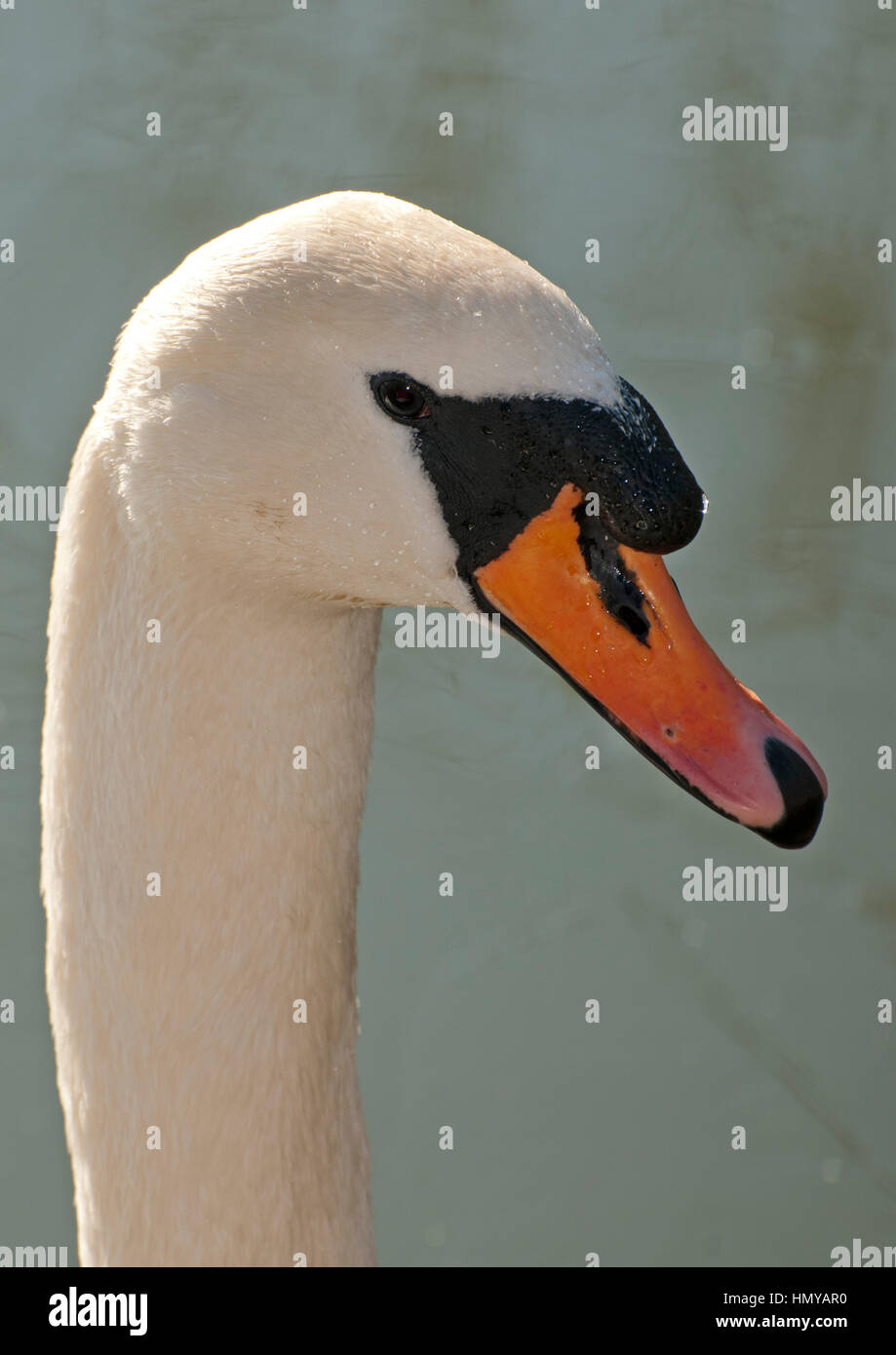 A Swan portrait Stock Photo - Alamy