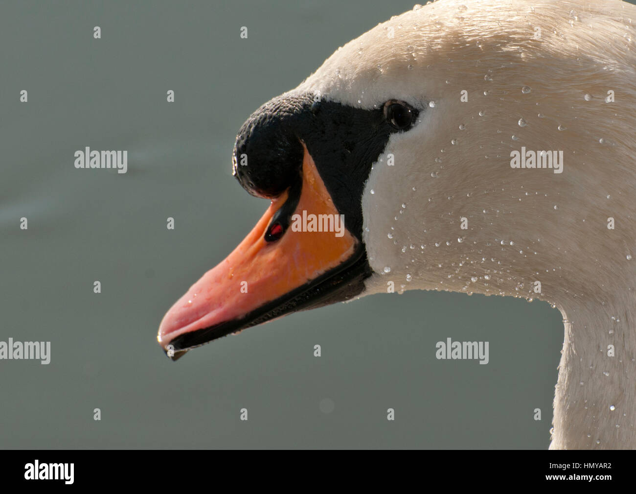 Attack Of A Swan High Resolution Stock Photography and Images - Alamy