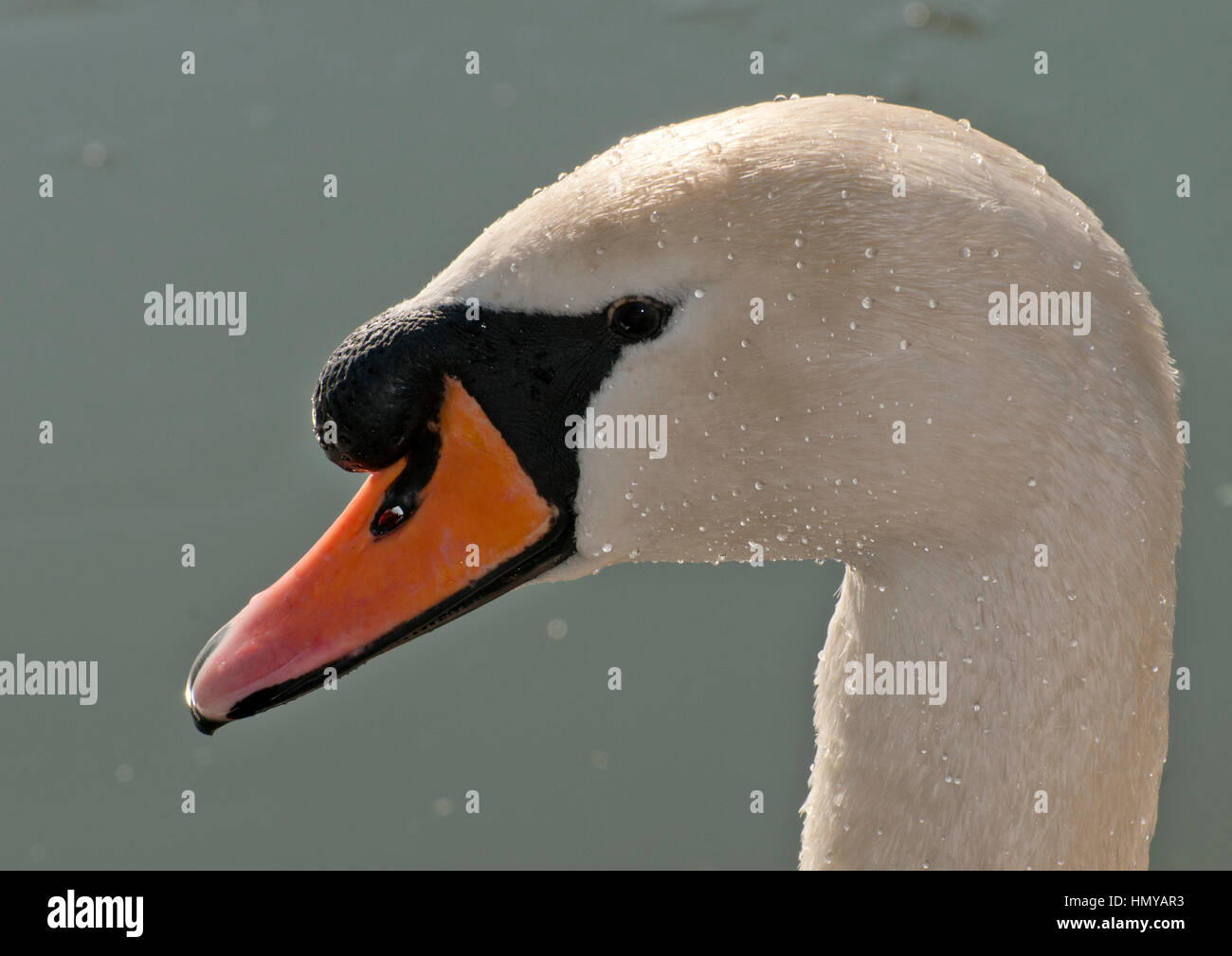 Attack Of A Swan High Resolution Stock Photography and Images - Alamy