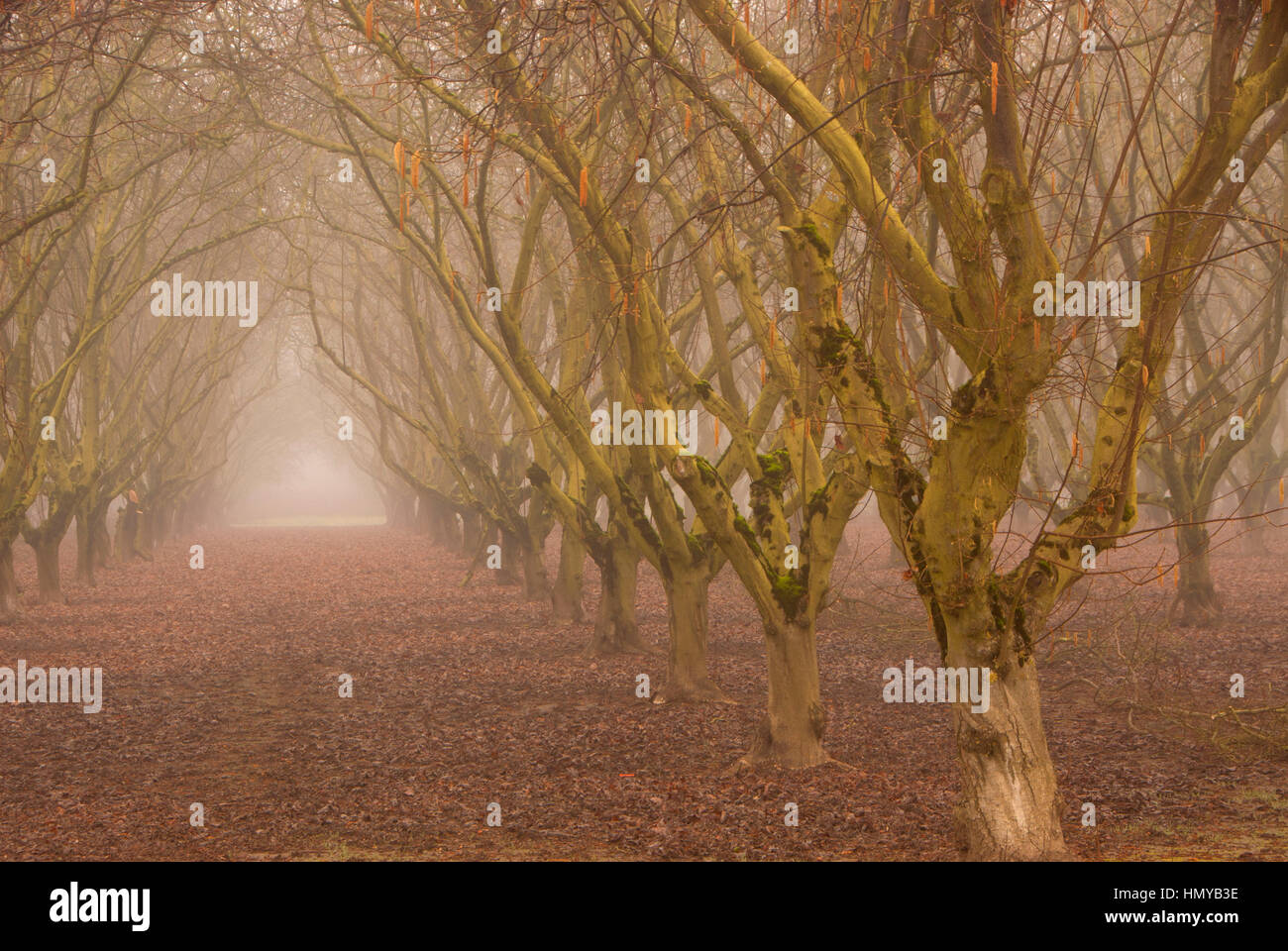 Orchard row in fog, Linn County, Oregon Stock Photo - Alamy