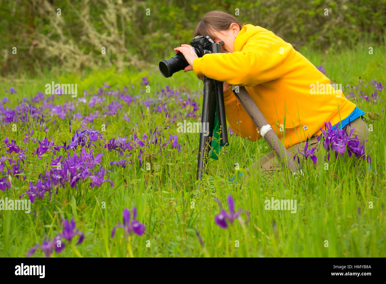 Photographer with Oregon iris (Iris tenax), William Finley National ...