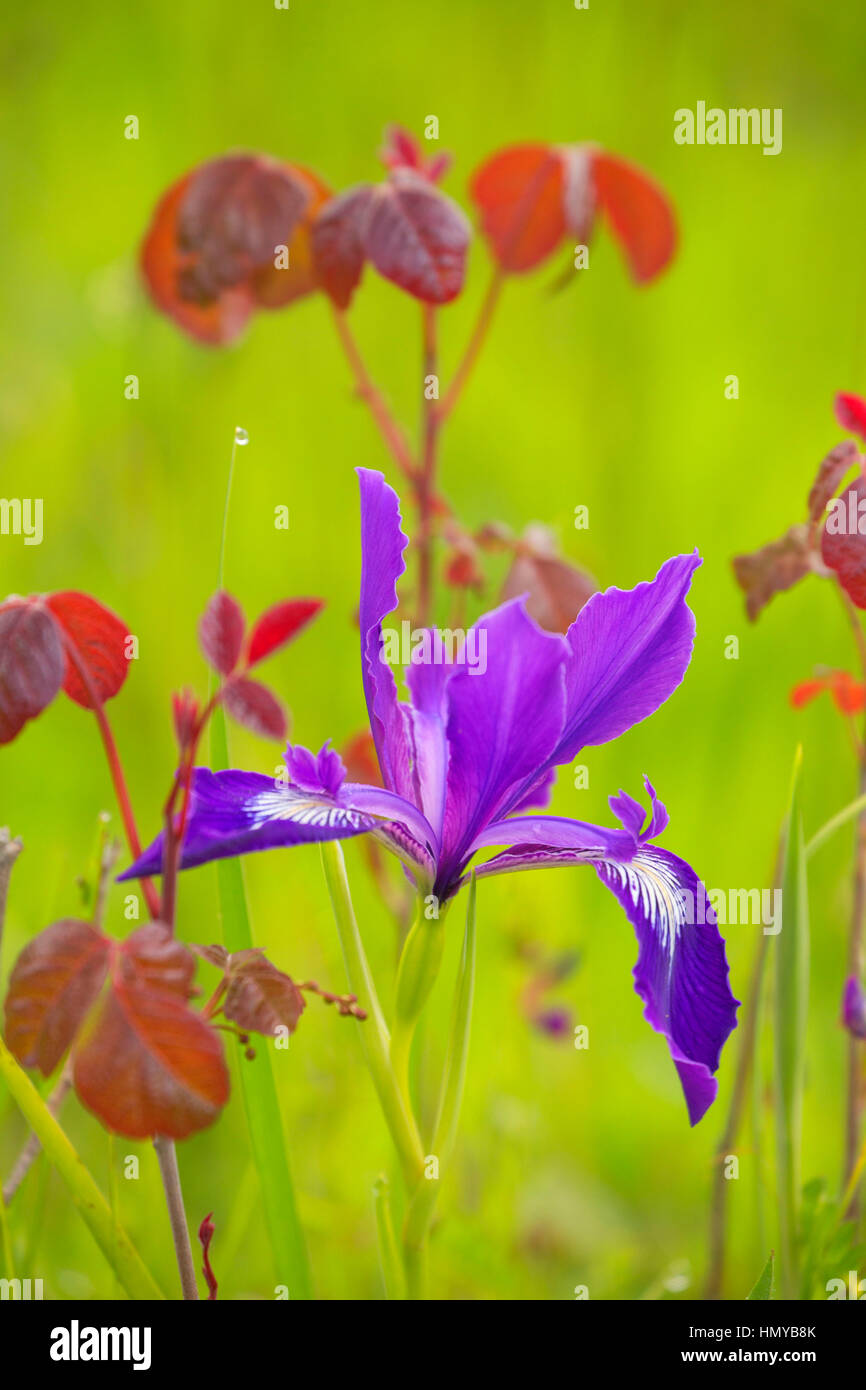 Oregon iris (Iris tenax) with poison oak, William Finley National ...