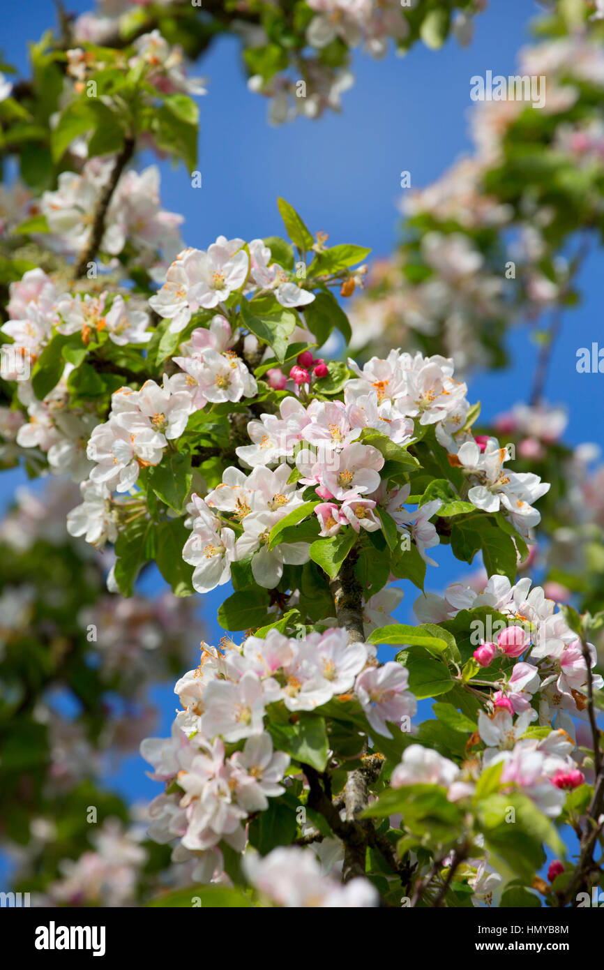 Fruit tree bloom, William Finley National Wildlife Refuge, Oregon Stock ...