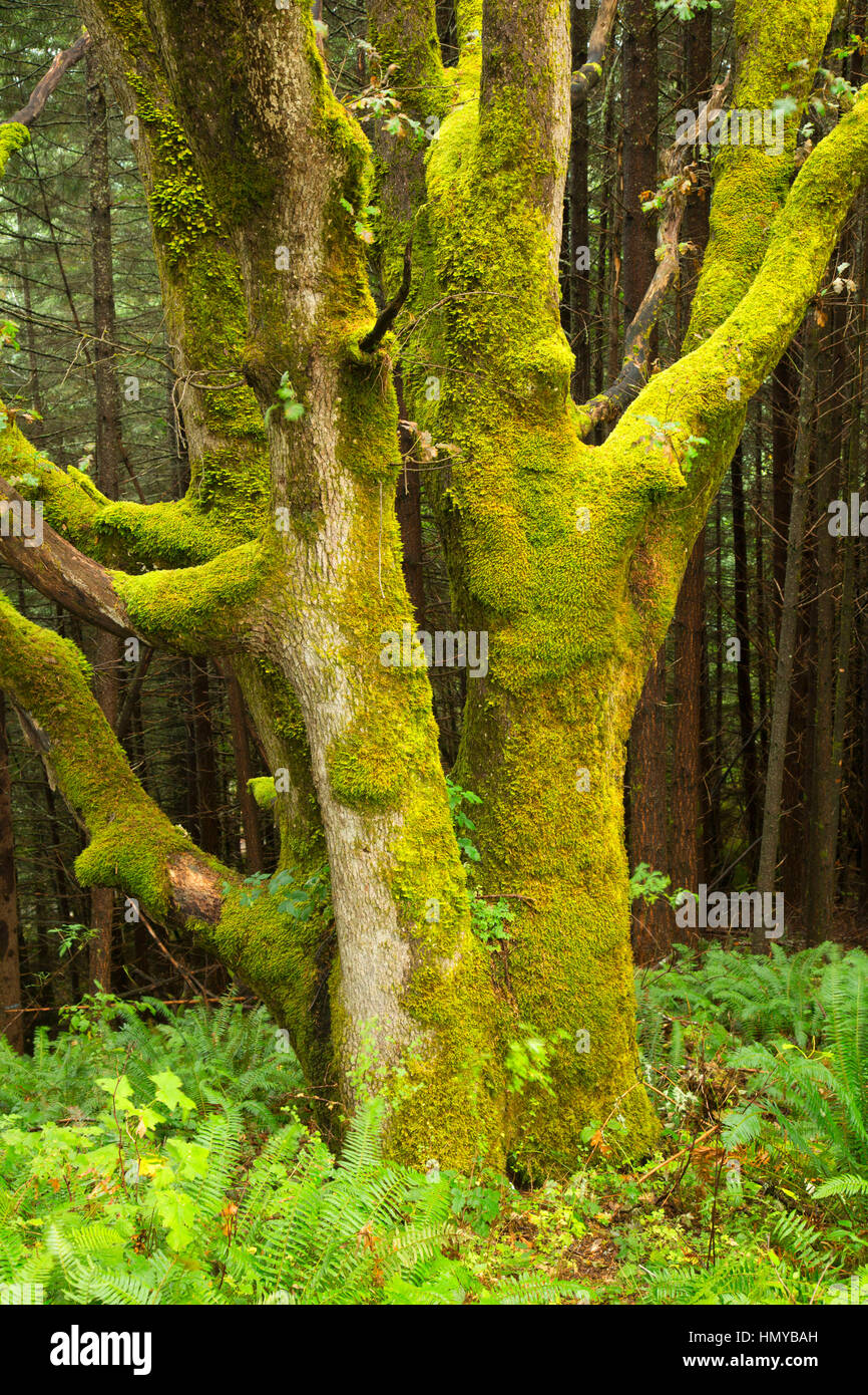 Oak along Nature Trail, Fort Hoskins Historic Park, Oregon Stock Photo ...