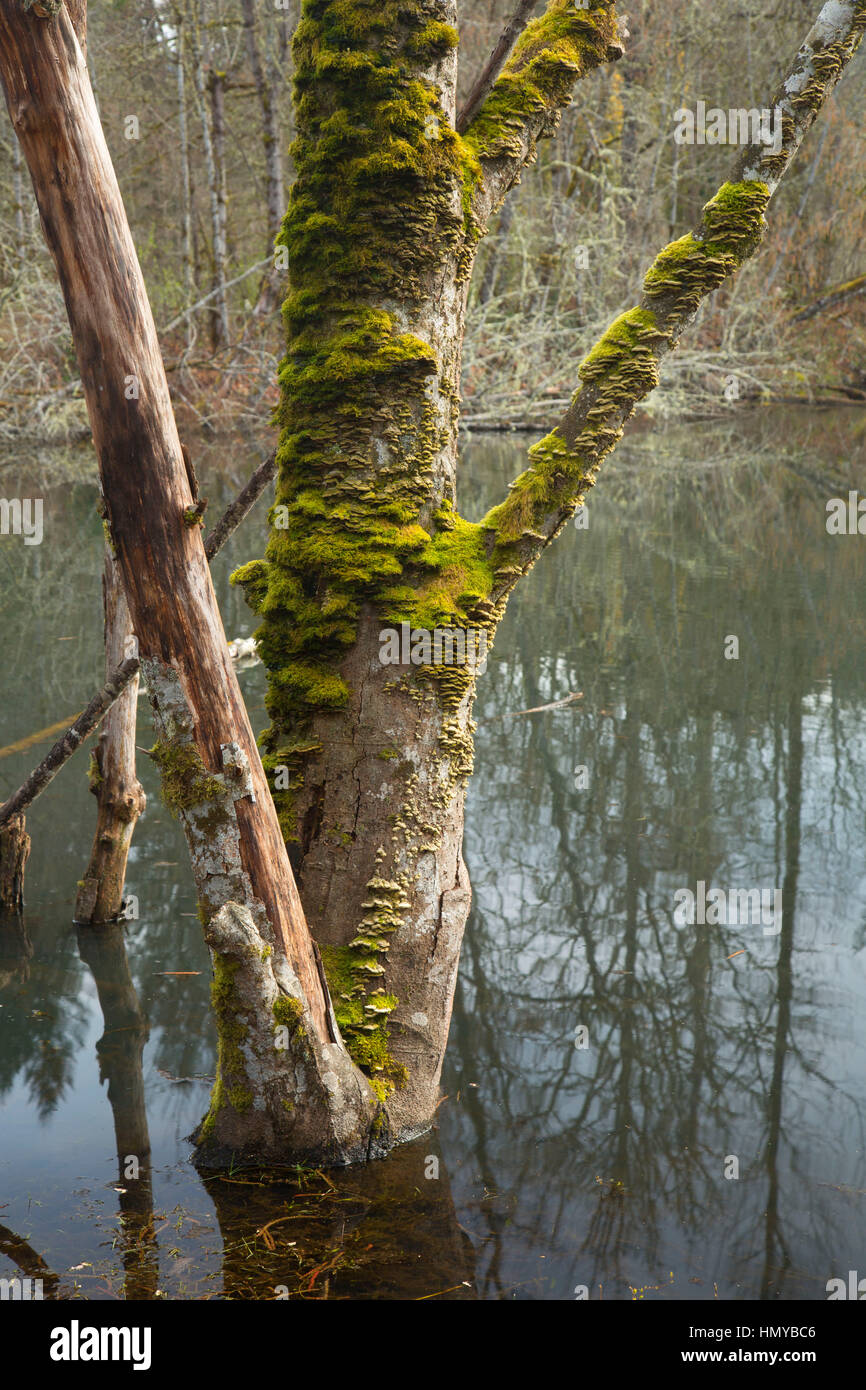 Red alder snag in pond, John Neal Memorial County Park, Lyons, Oregon ...
