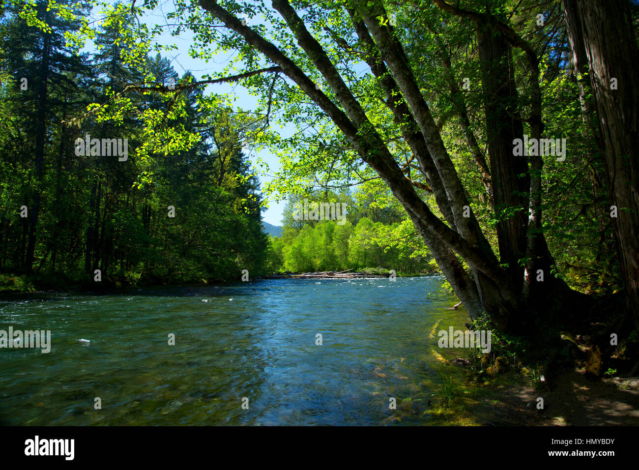 McKenzie River, Forest Glen County Park, Lane County, Oregon Stock ...