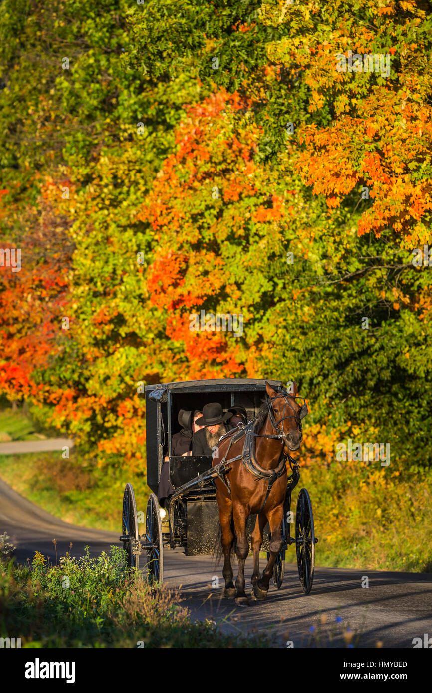 Horse Drawn Amish Buggy High Resolution Stock Photography and Images ...