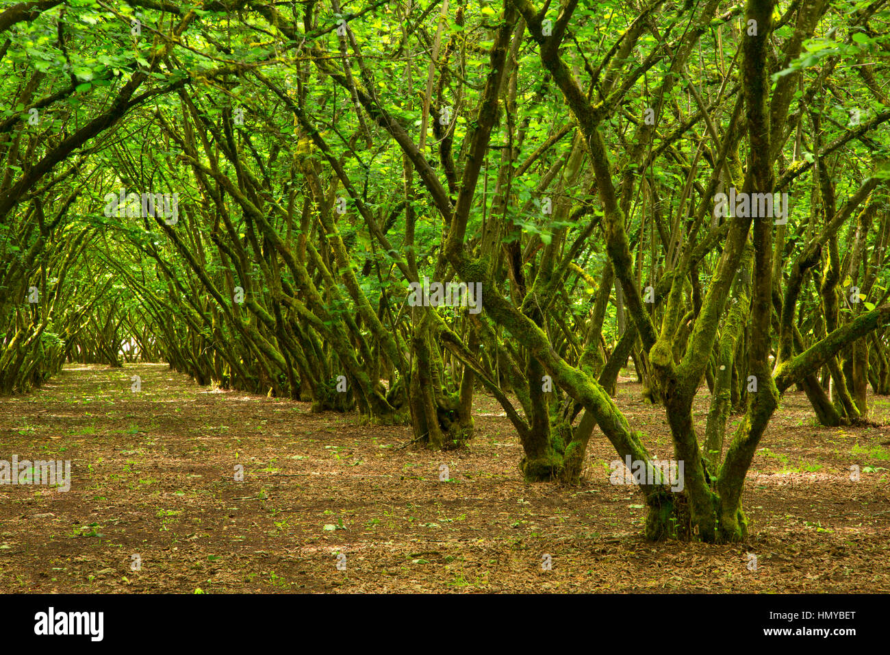 Orchard park oregon hi-res stock photography and images - Alamy