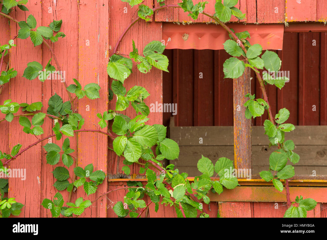 Cheadle Barn window, William Finley National Wildlife Refuge, Oregon ...