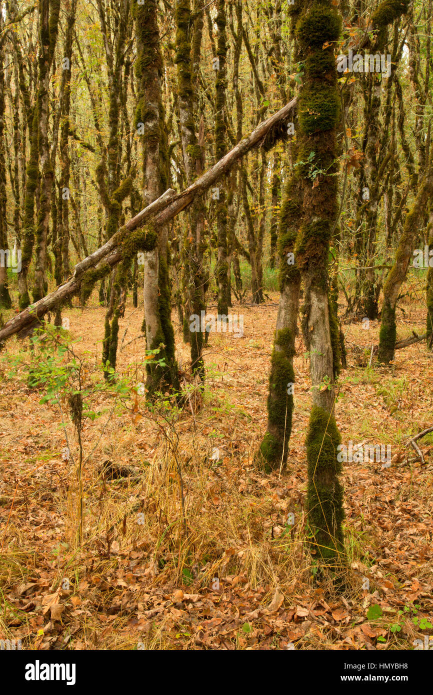 Ash woodland hi-res stock photography and images - Alamy
