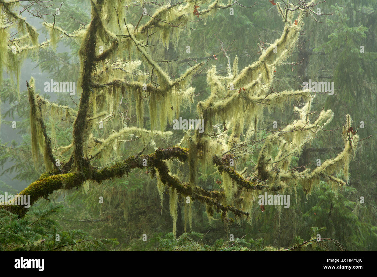 Oak with lichen on Spencer Butte Summit Main Trail, Spencer Butte Park ...