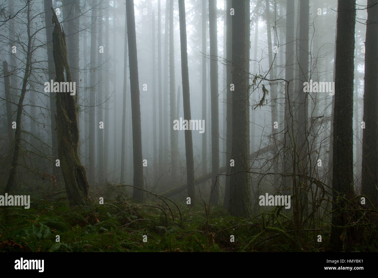 Forest in fog on Spencer Butte Summit Main Trail, Spencer Butte Park ...