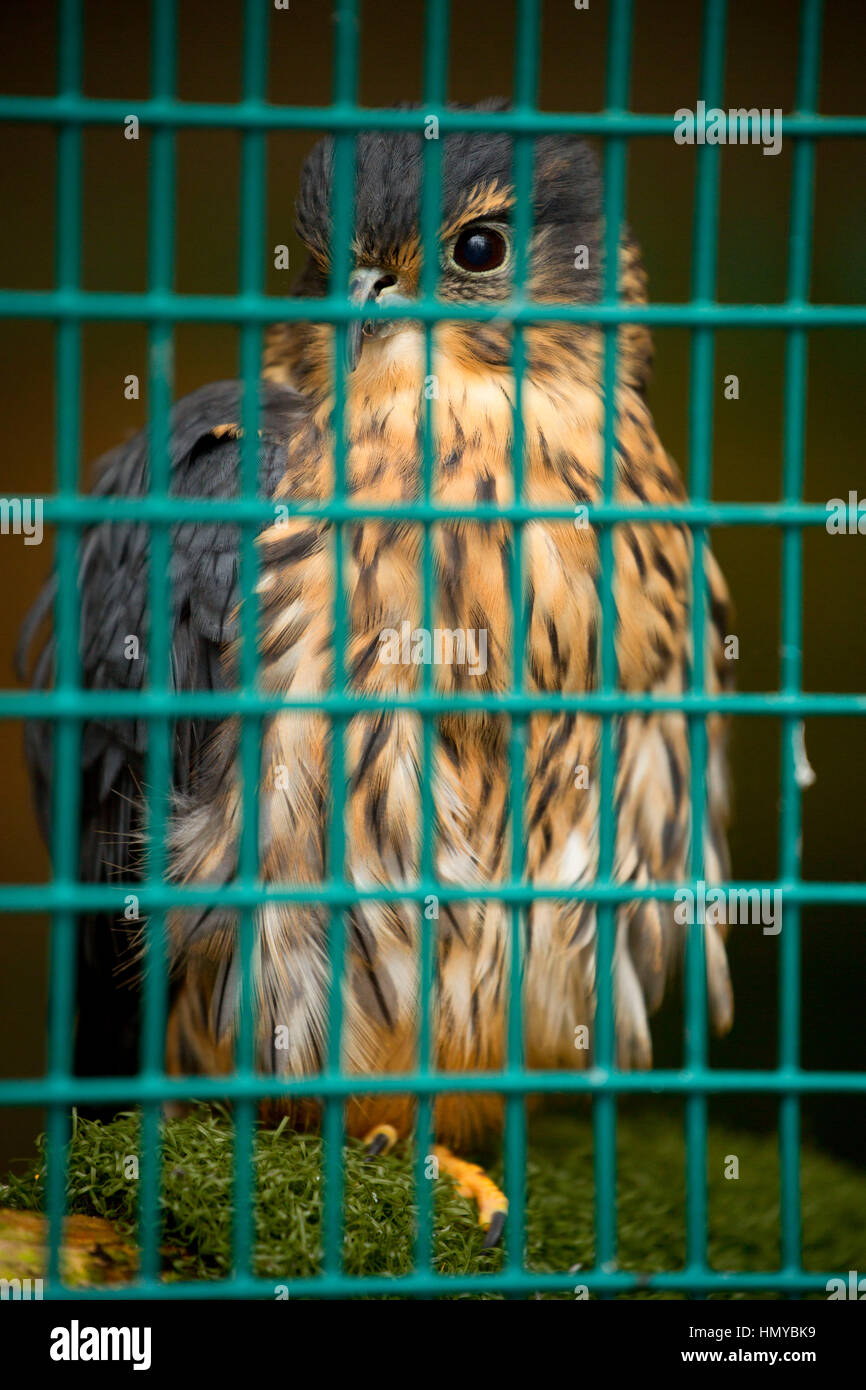 Merlin (Falco columbarius), Cascades Raptor Center, Eugene, Oregon ...