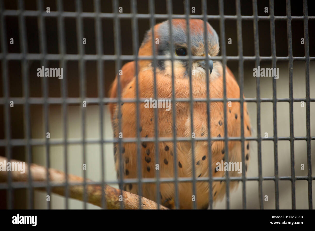 Rehabilitation raptor center hi-res stock photography and images - Alamy
