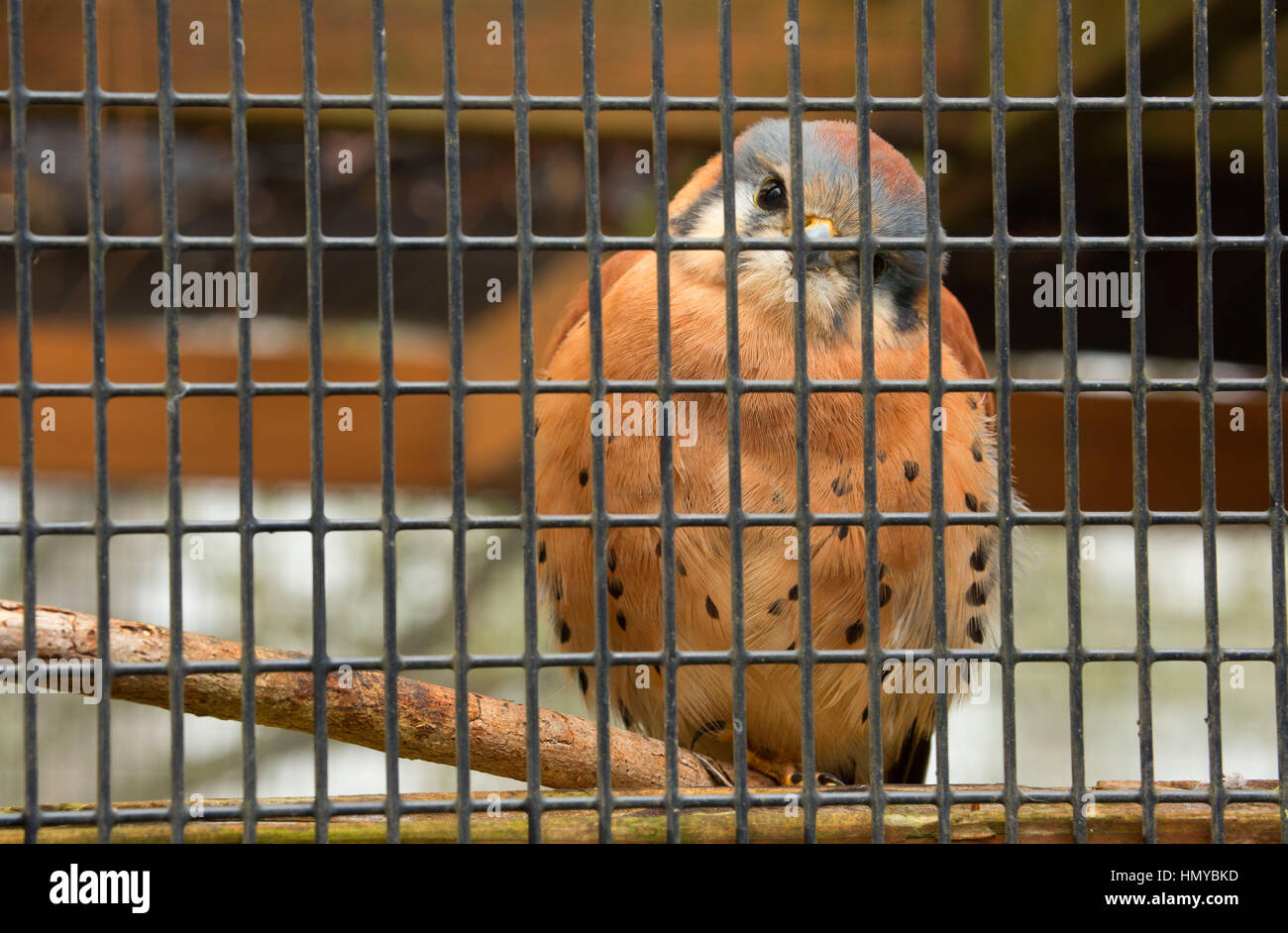 Rehabilitation raptor center hi-res stock photography and images - Alamy