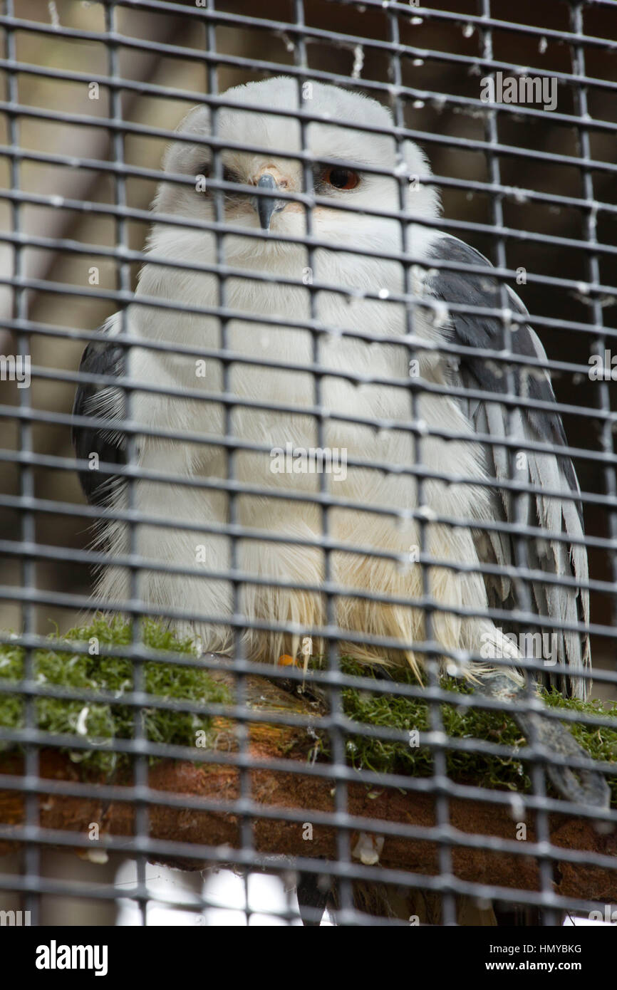 White-tailed kite (Elanus leucurus), Cascades Raptor Center, Eugene ...