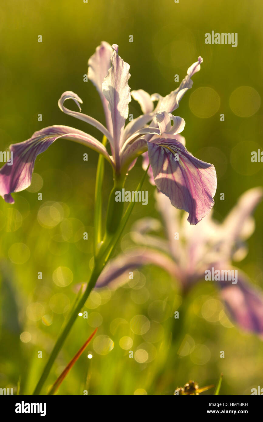 Oregon iris (Iris tenax), William Finley National Wildlife Refuge ...