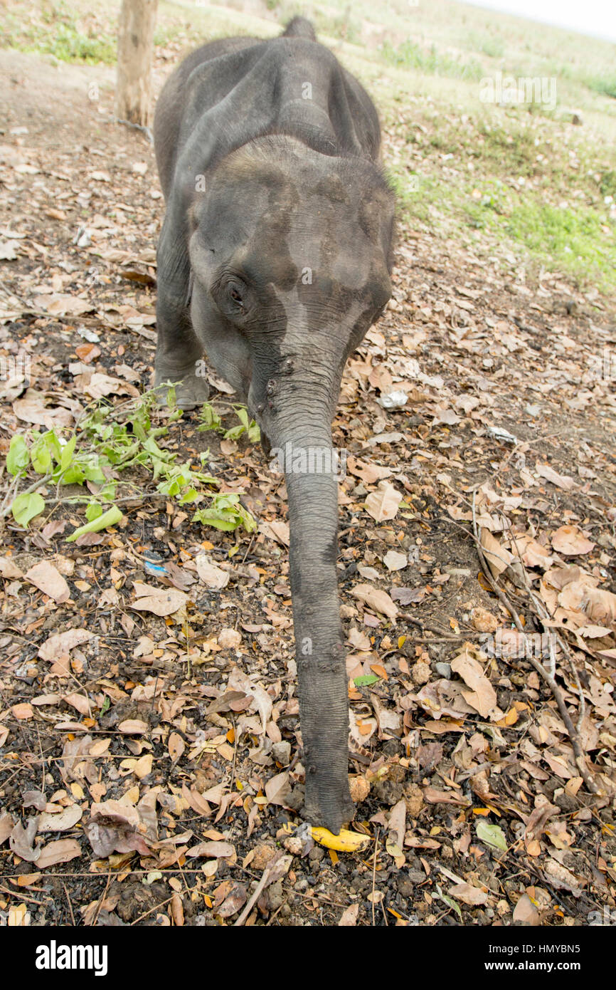Elephant child hi-res stock photography and images - Alamy