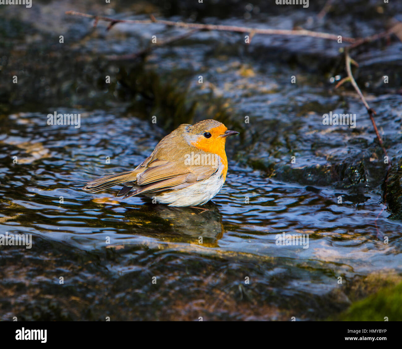 Robin standing in English garden stream Stock Photo - Alamy