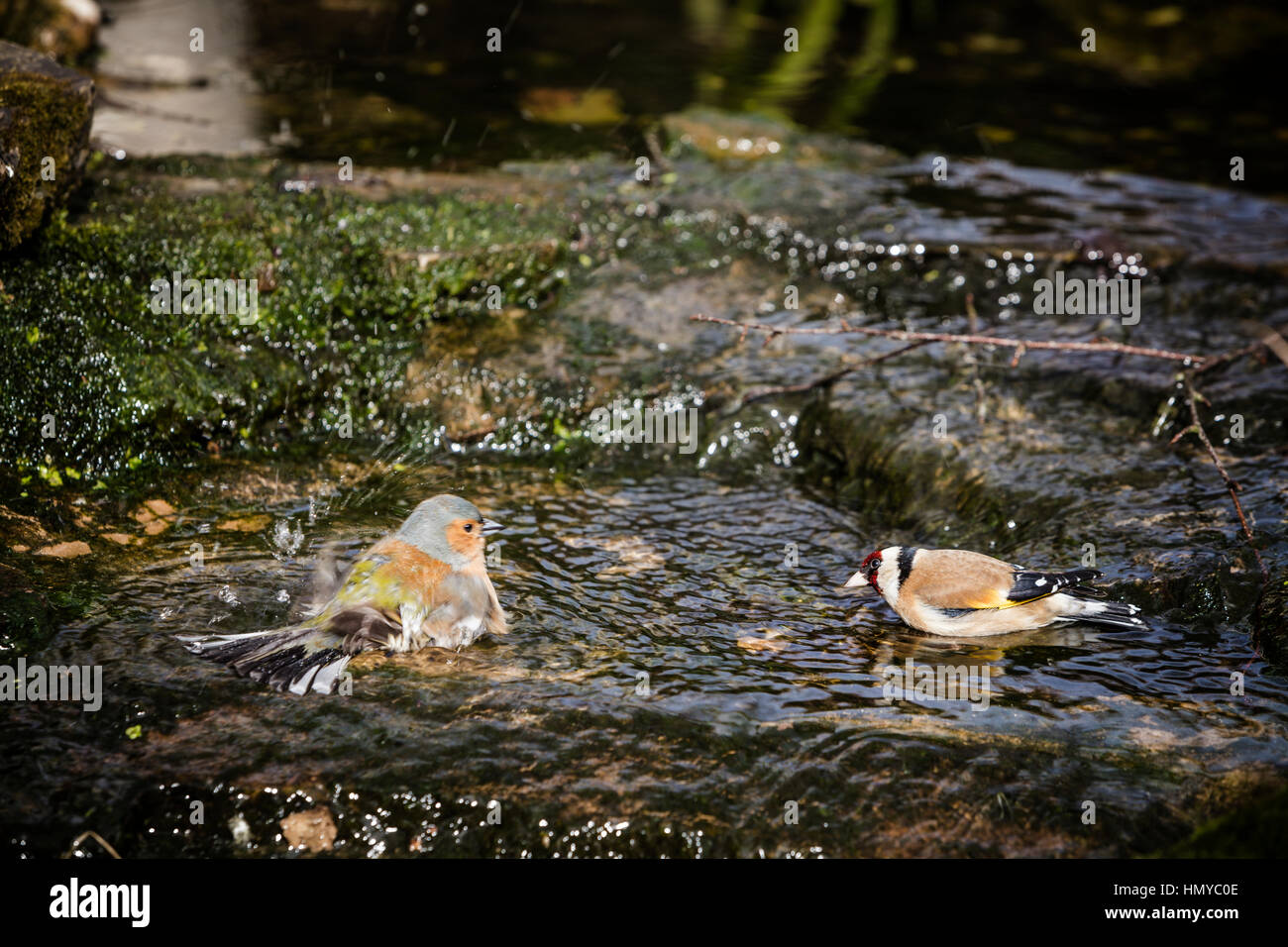 Male Chaffinch and Goldfinch bathing in English garden stream Stock ...