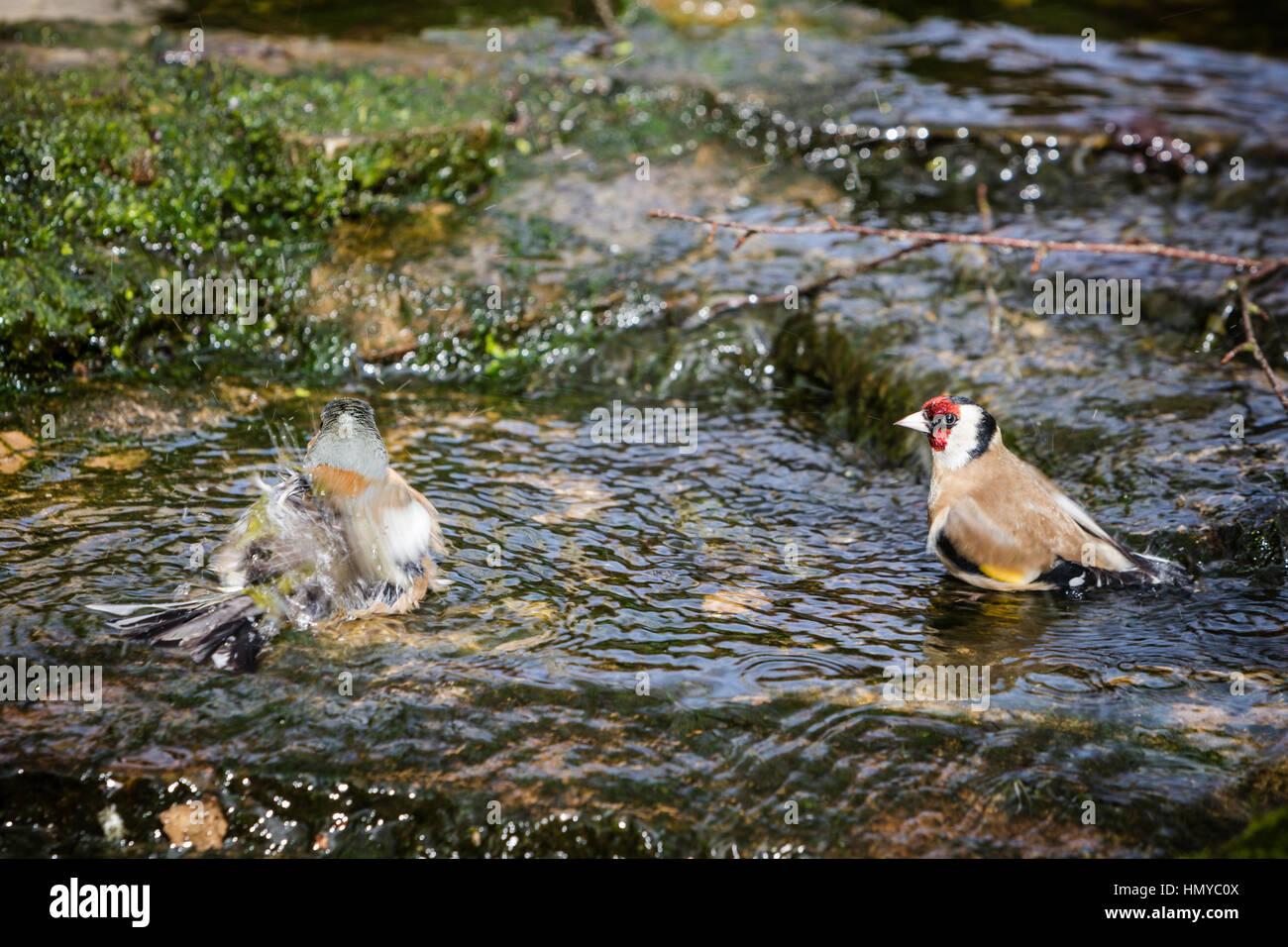 Male Chaffinch and Goldfinch bathing in English garden stream Stock ...