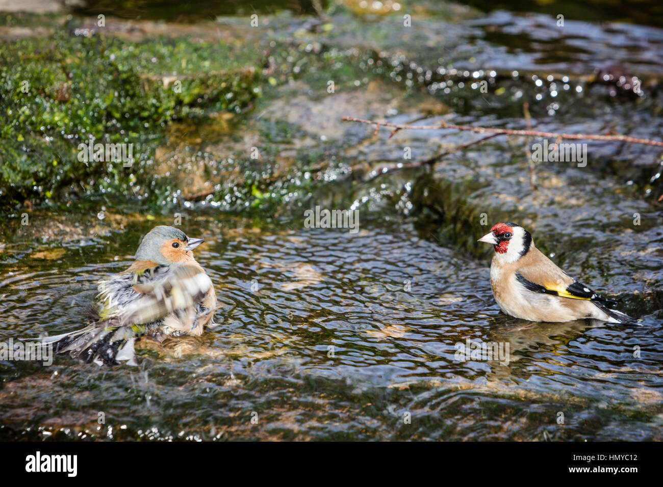 Male Chaffinch and Goldfinch bathing in English garden stream Stock ...