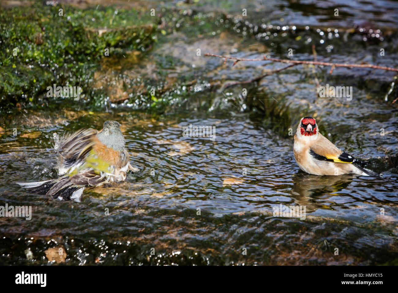 Male Chaffinch and Goldfinch bathing in English garden stream Stock ...