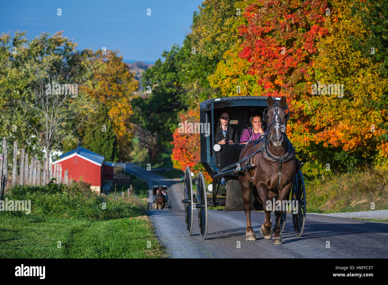 Amish horse and buggy with fall foliage color near Mt. Hope, Ohio, USA ...