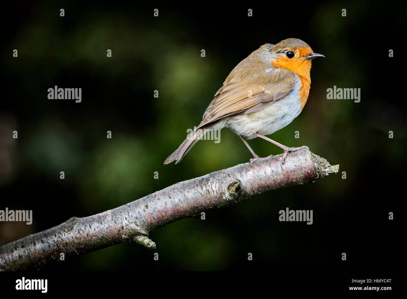 Robin on tree branch Stock Photo - Alamy