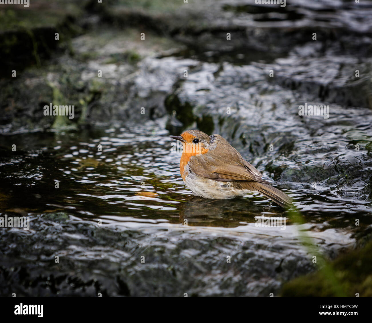 Robin bathing in English garden stream Stock Photo - Alamy