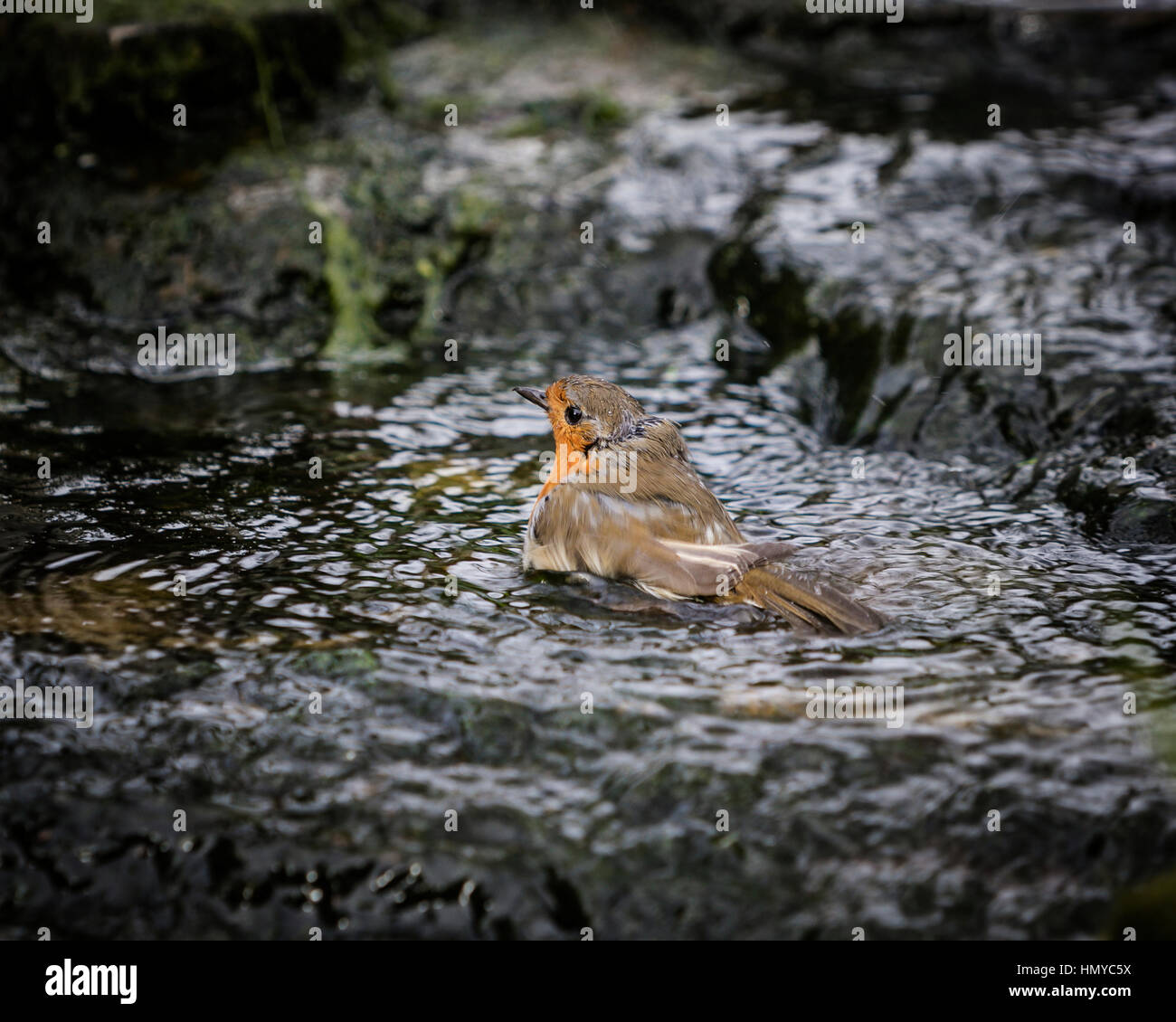 Robin bathing in English garden stream Stock Photo - Alamy
