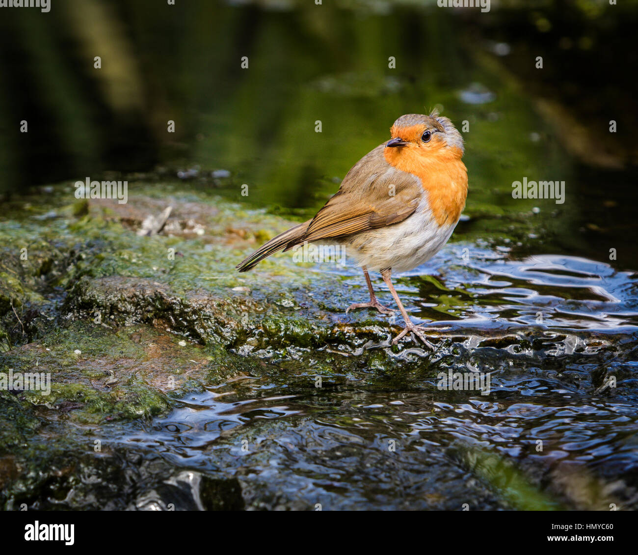 Robin standing in English garden stream Stock Photo - Alamy