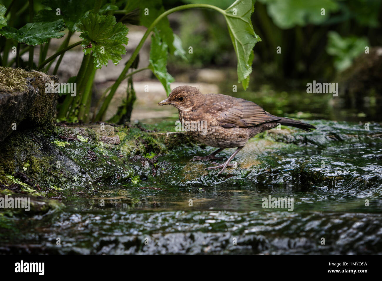 Song thrush english british garden bird hi-res stock photography and ...