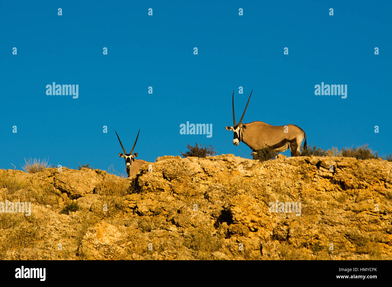 Gemsbok at Kgalagadi Transfontier Park, South Africa Stock Photo - Alamy
